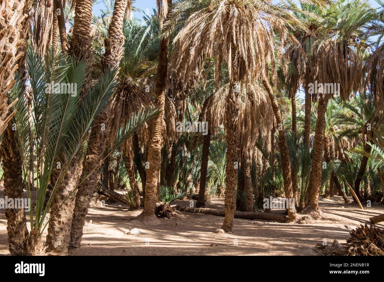 Akka hi-res stock photography and images - Alamy