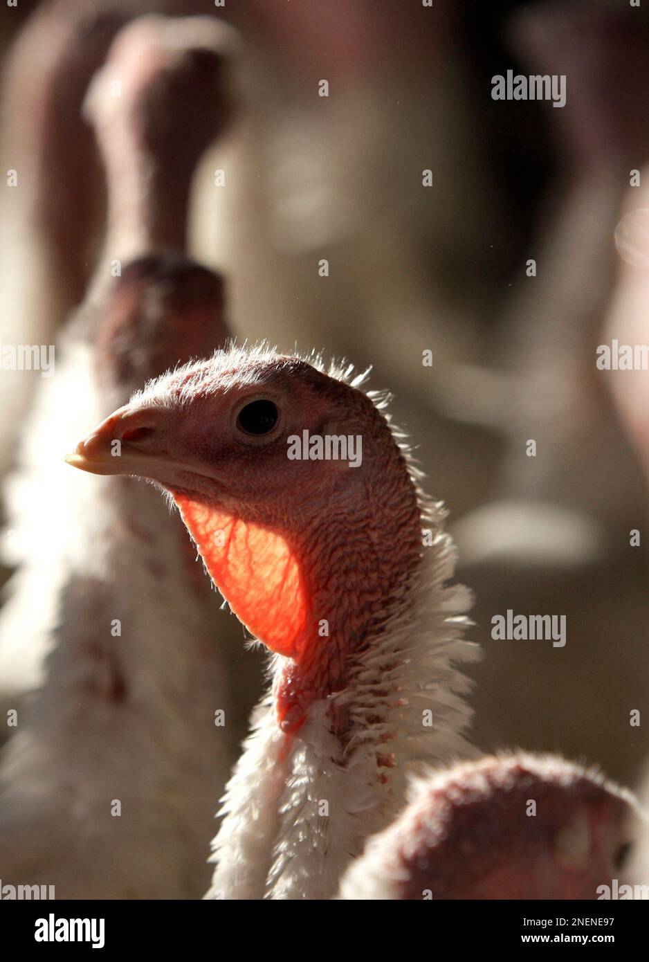 White Holland Turkeys mill around their coop at the Esbenshade Turkey ...
