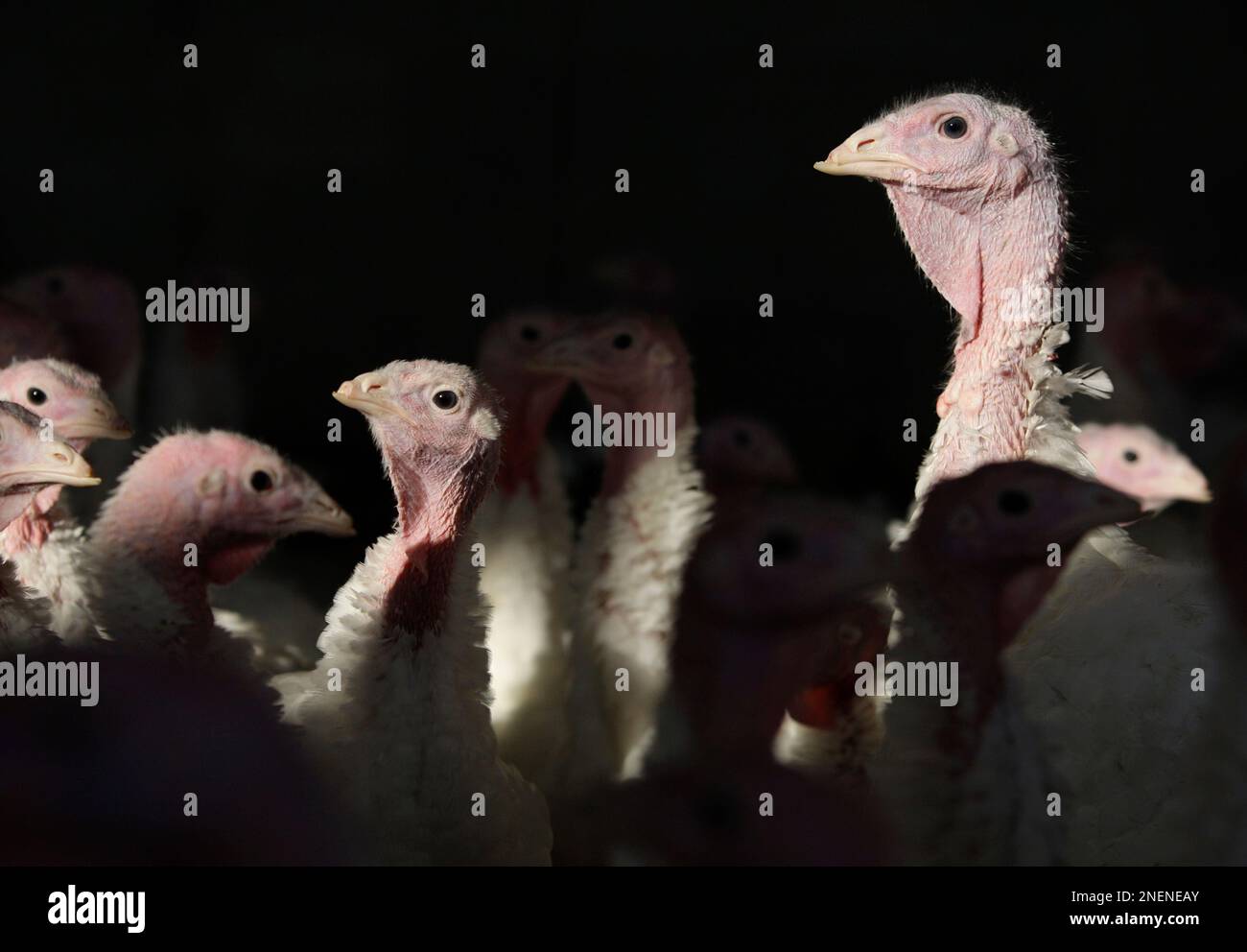 White Holland Turkeys mill around their coop at the Esbenshade Turkey ...