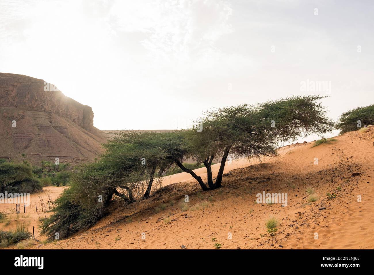 Oasis Geography Definition