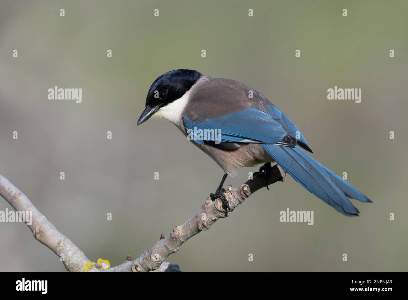 Iberian or Azure-Winged Magpie (Cyanopica cyanus) in the Algarve ...