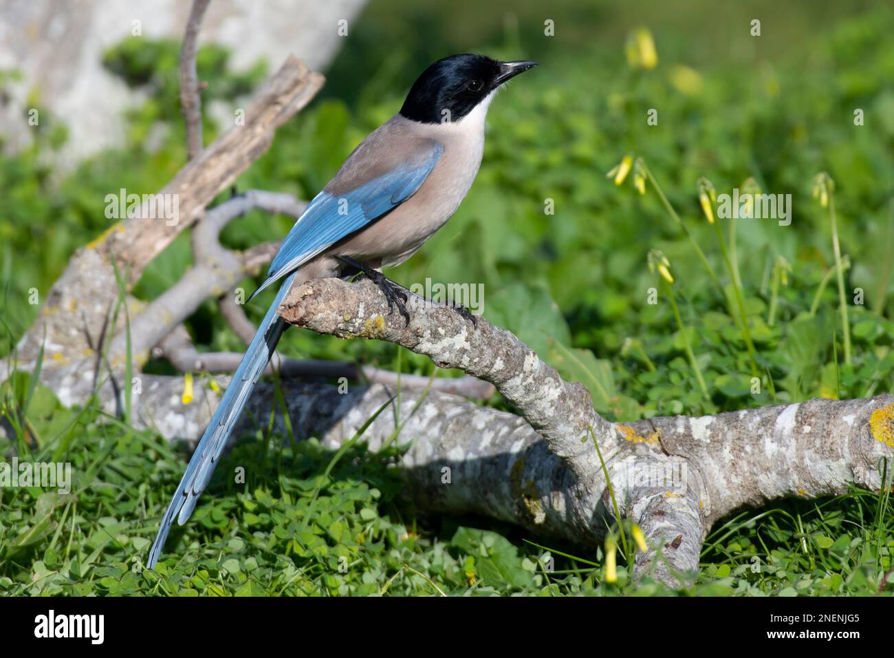 Iberian or Azure-Winged Magpie (Cyanopica cyanus) in the Algarve ...