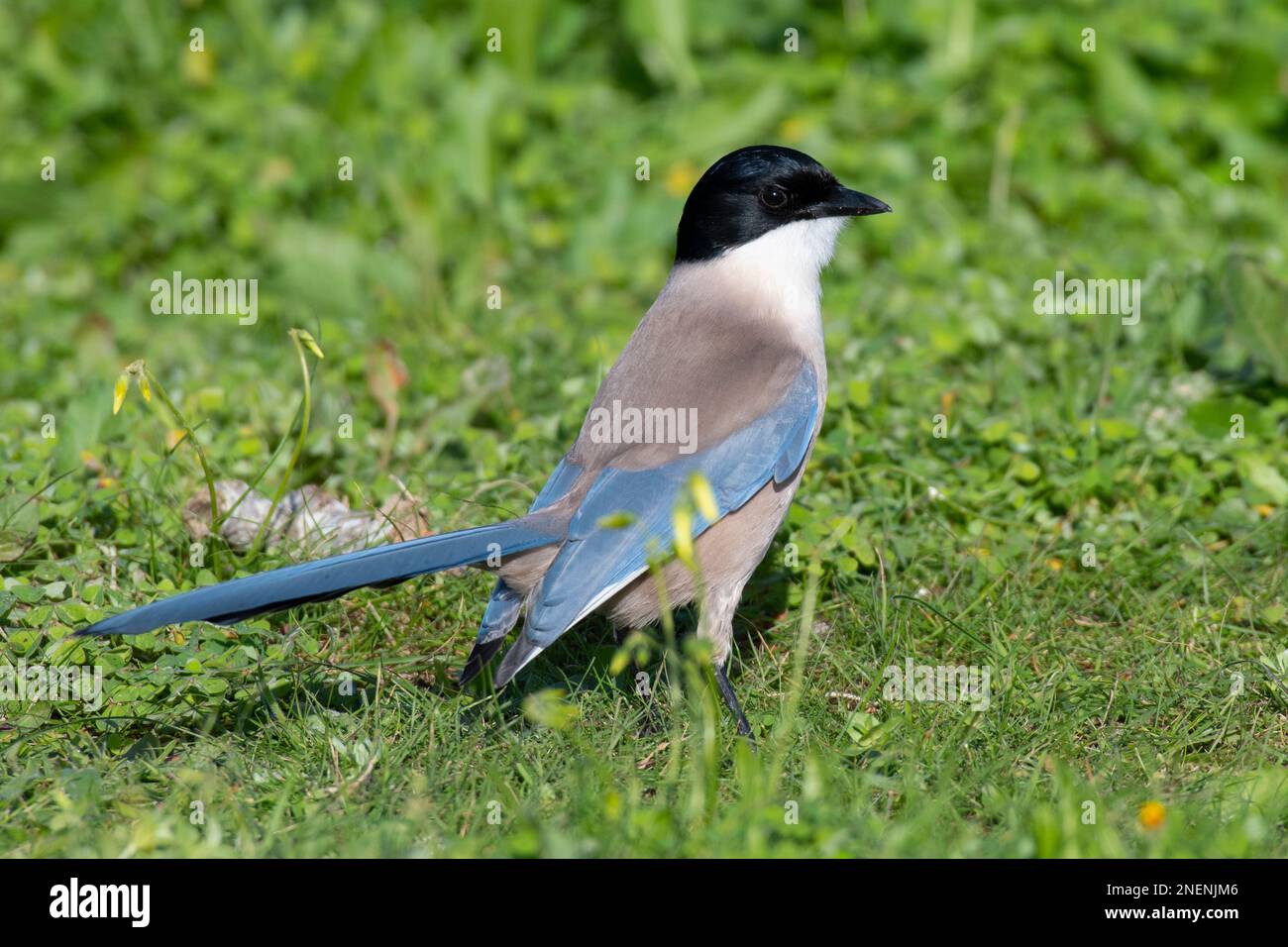 Iberian or Azure-Winged Magpie (Cyanopica cyanus) in the Algarve ...