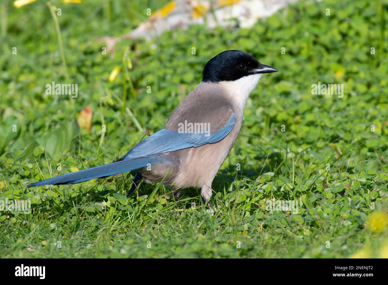 Iberian or Azure-Winged Magpie (Cyanopica cyanus) in the Algarve ...