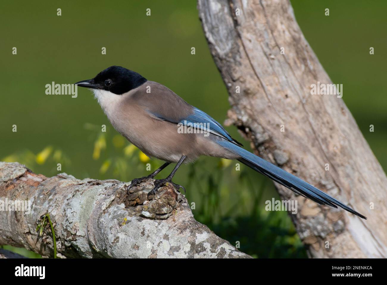 Iberian or Azure-Winged Magpie (Cyanopica cyanus) in the Algarve ...