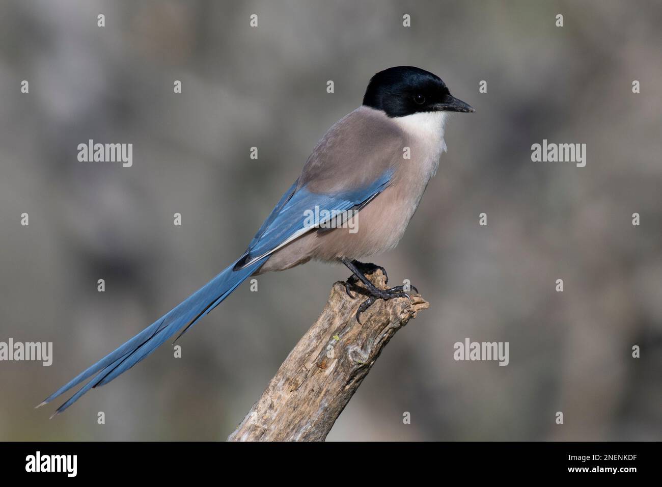 Iberian or Azure-Winged Magpie (Cyanopica cyanus) in the Algarve ...