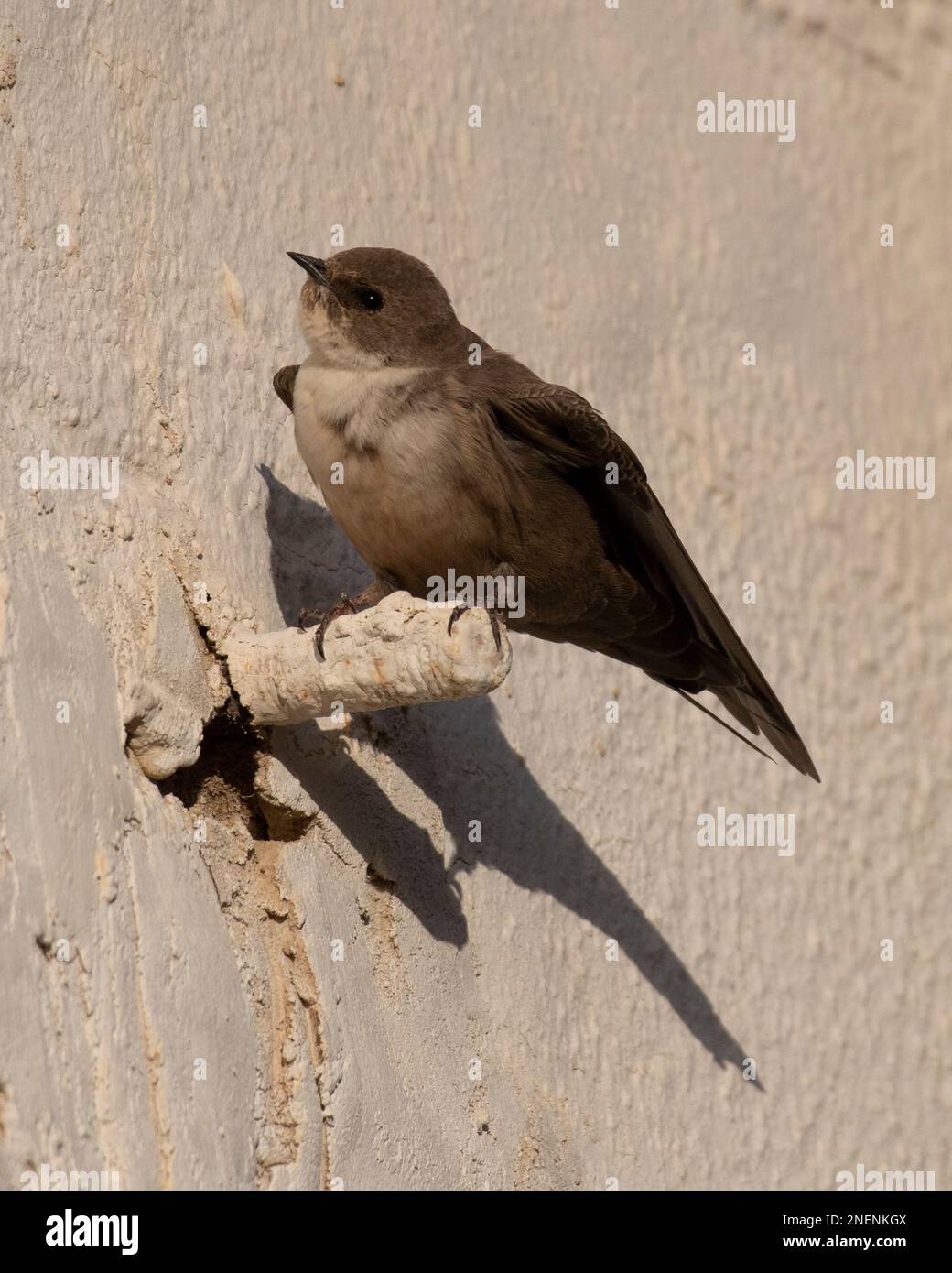 Crag martin in portugal hi-res stock photography and images - Alamy