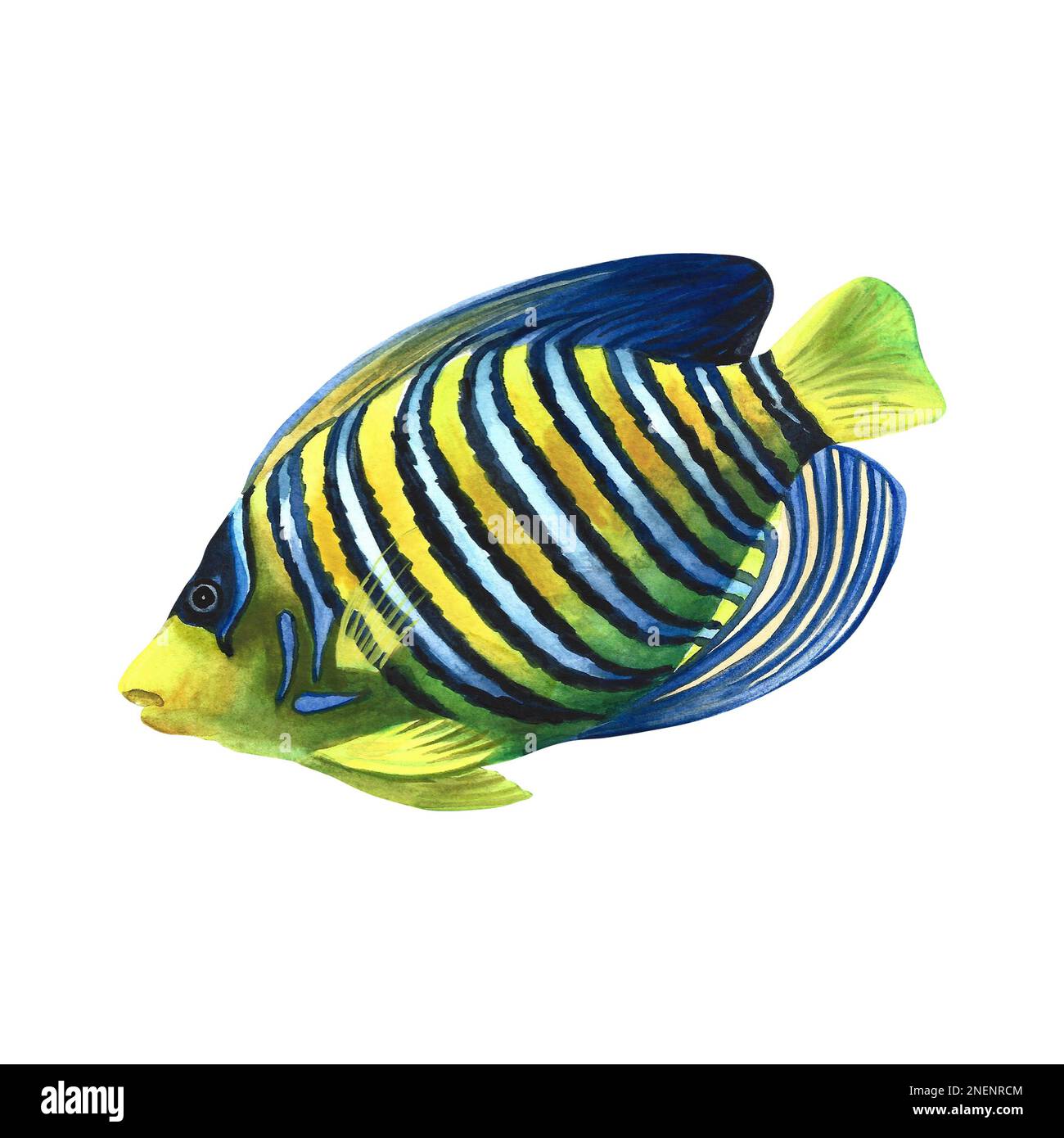 Marine, coral fish pygoplites diacanthus, royal angel. Watercolor hand ...