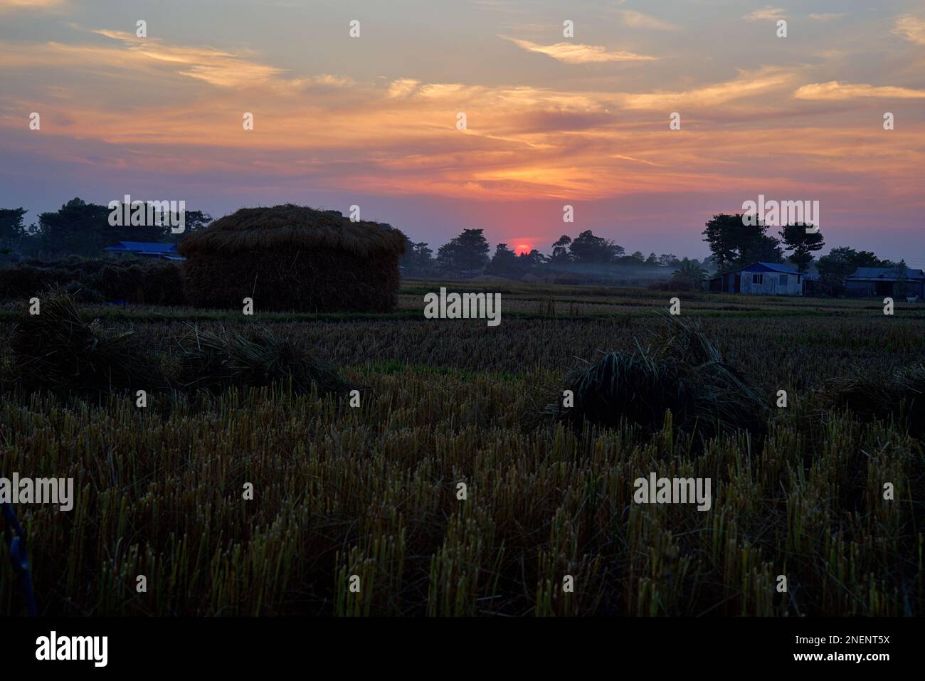 An evening view of sunset from a paddy field Stock Photo - Alamy