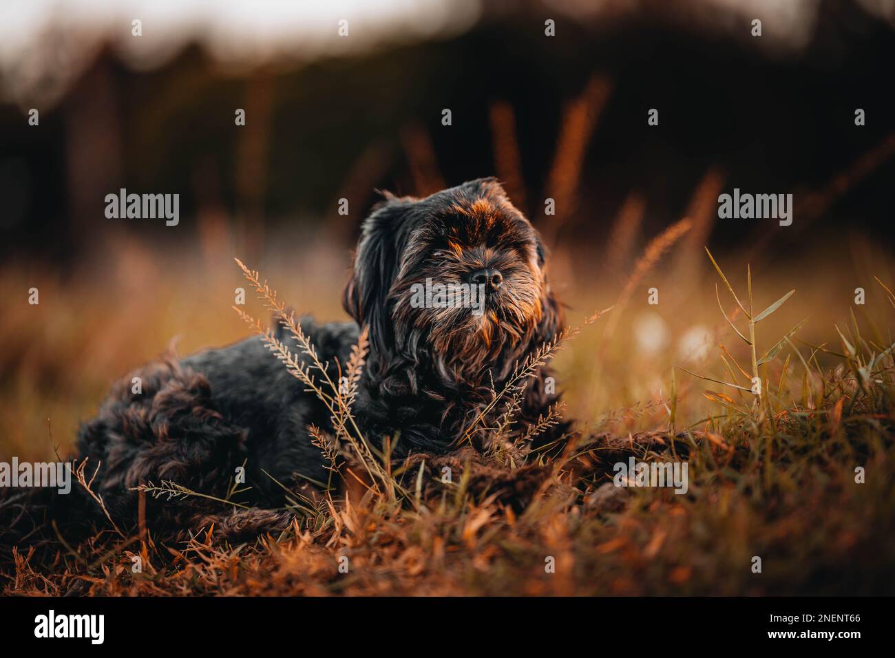 A Small Belgian dog sitting on grass against blur background Stock ...