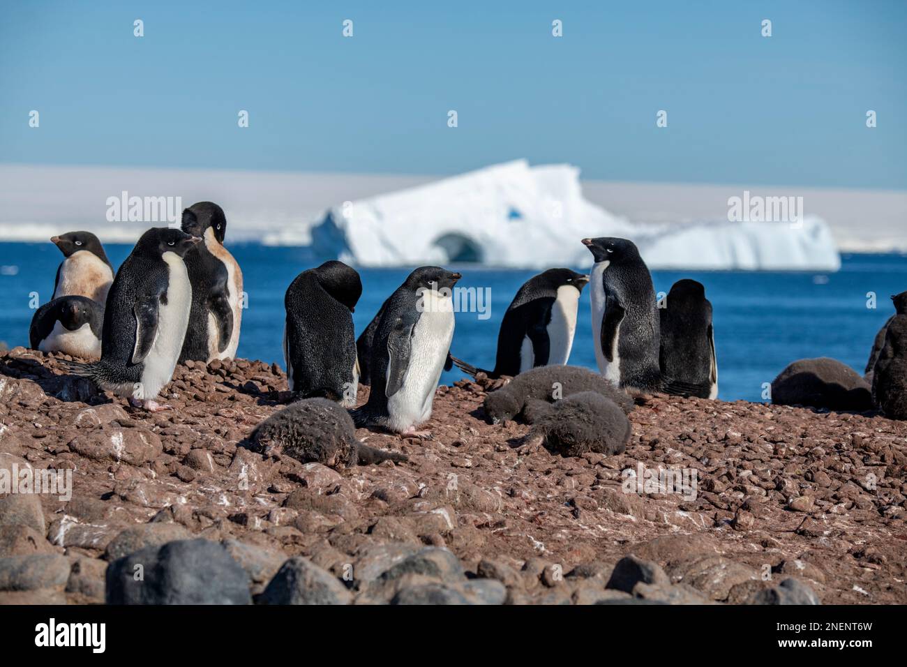 Antarctica, Carroll Inlet, volcanic Sims Island, off the coast of ...