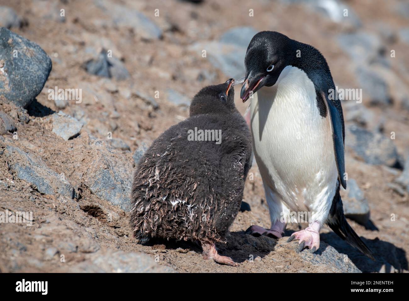 West Antarctica, Carroll Inlet, volcanic Sims Island, off the coast of ...