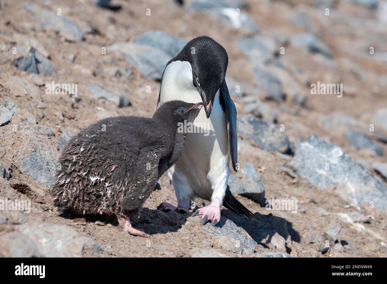 West Antarctica, Carroll Inlet, volcanic Sims Island, off the coast of Palmer Land. Adelie ...