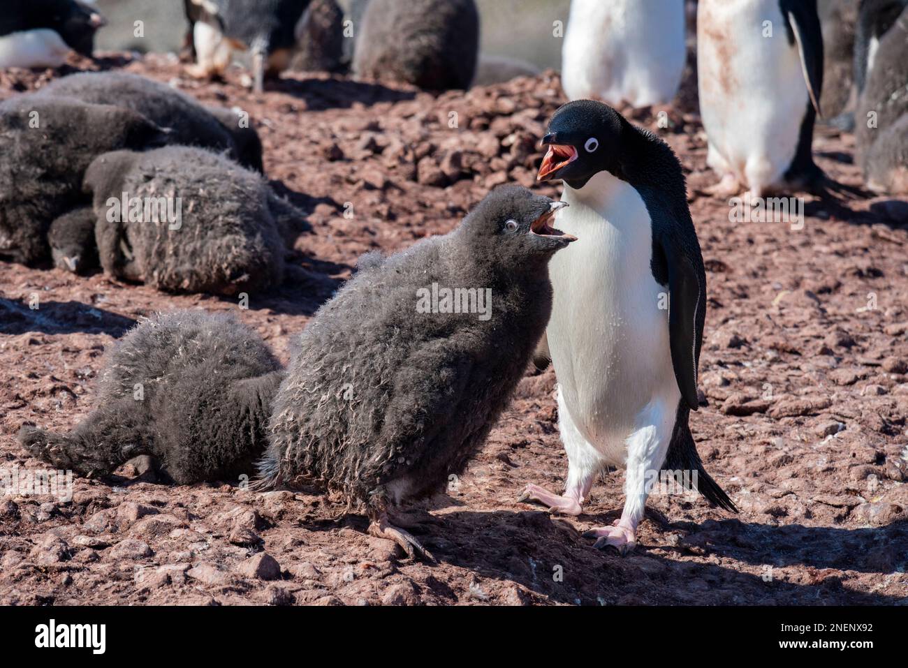 Antarctica, Carroll Inlet, volcanic Sims Island, off the coast of ...
