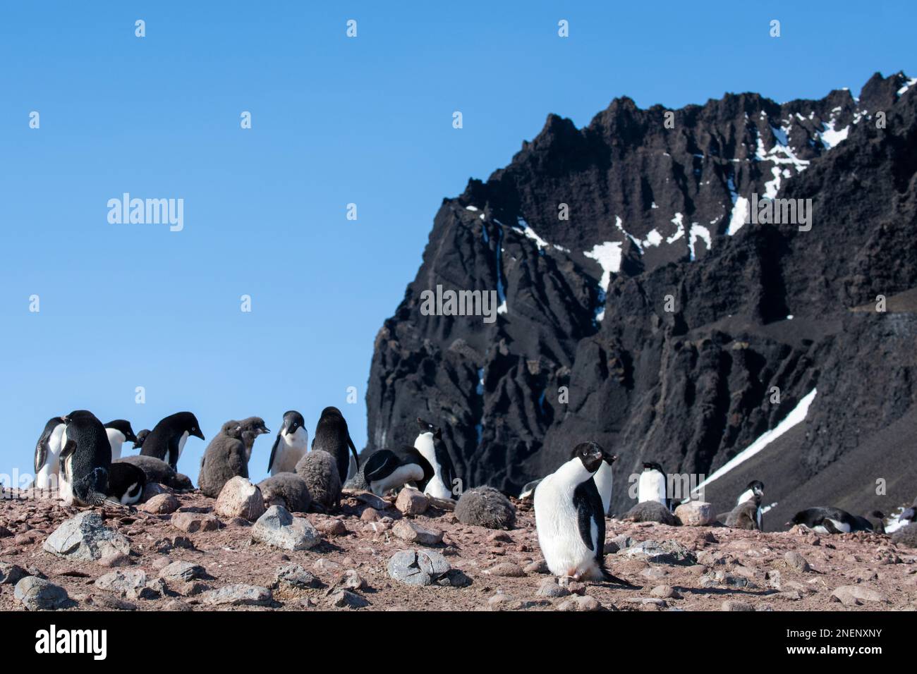 Antarctica, Carroll Inlet, volcanic Sims Island, off the coast of ...