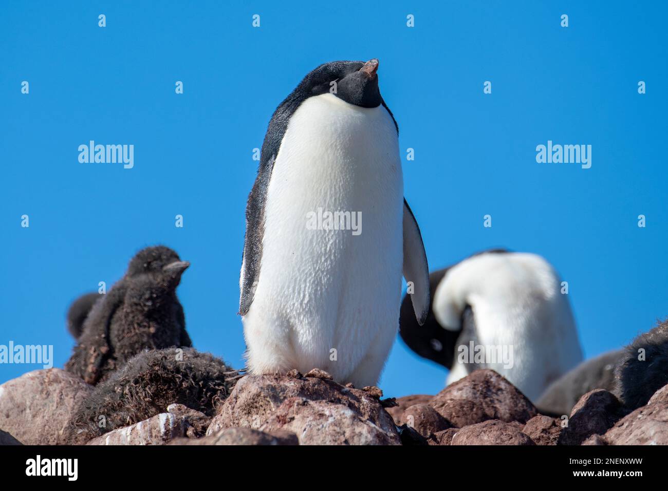 Antarctica, Carroll Inlet, volcanic Sims Island, off the coast of ...