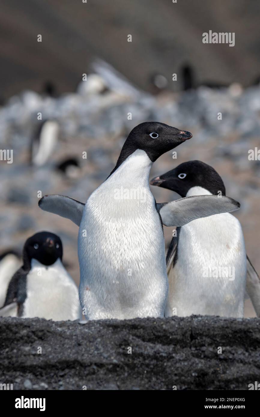 Antarctica, Carroll Inlet, volcanic Sims Island, off the coast of ...