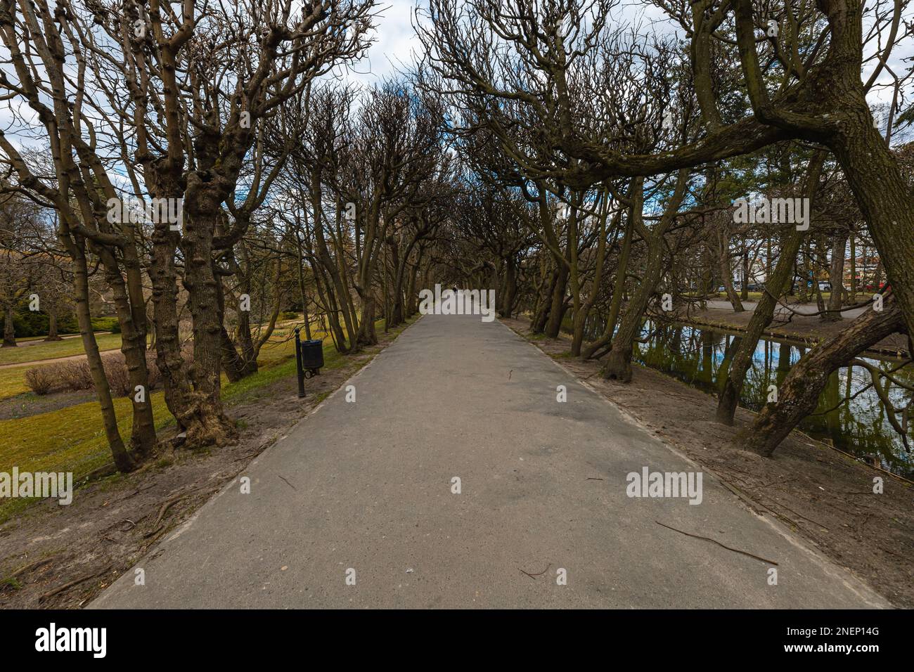 Gdansk, Poland - April 2022: Long tunnel made of old curvy trees ...