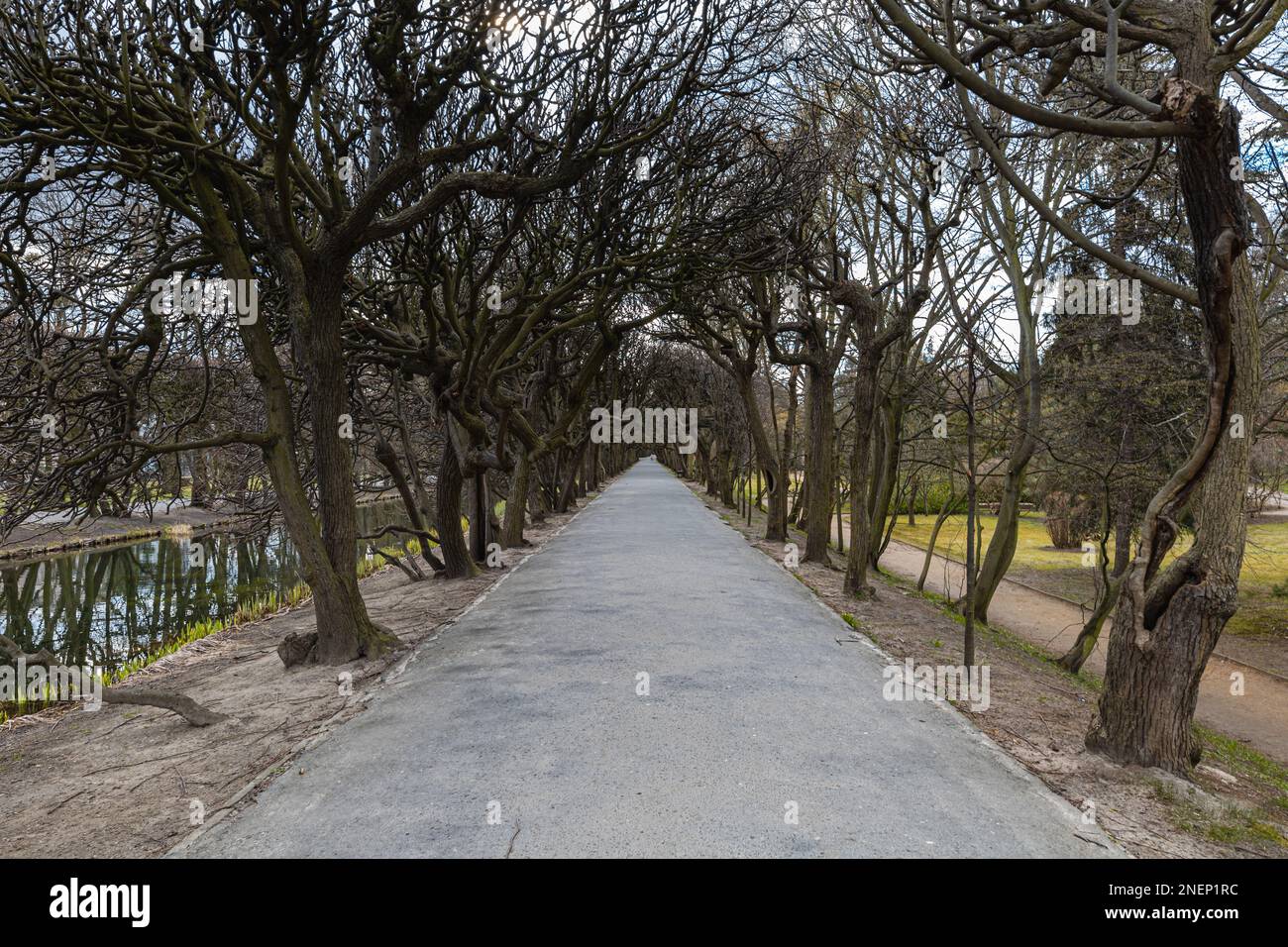 Gdansk, Poland - April 2022: Long tunnel made of old curvy trees ...