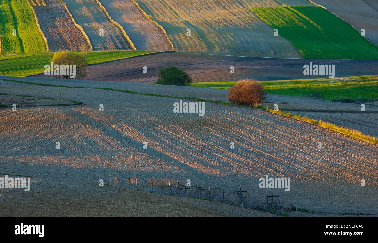 Young green cereals. Plowed fields. Ranges of fields intersected by ...