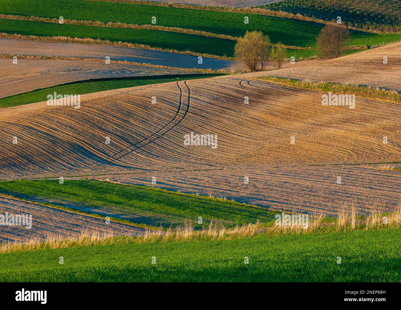 Young green cereals. Plowed fields. Ranges of fields intersected by ...