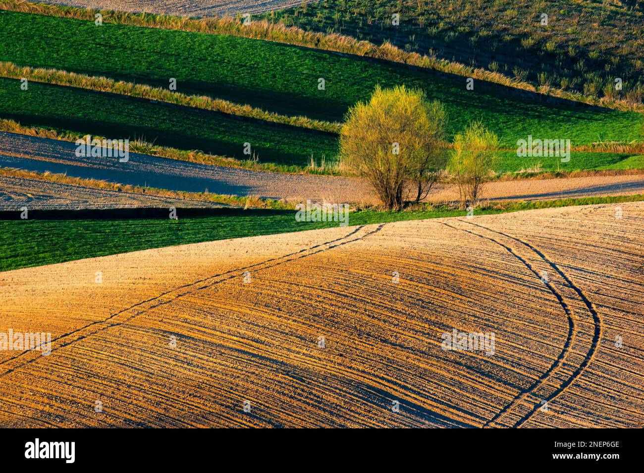 Young green cereals. Plowed fields. Ranges of fields intersected by ...