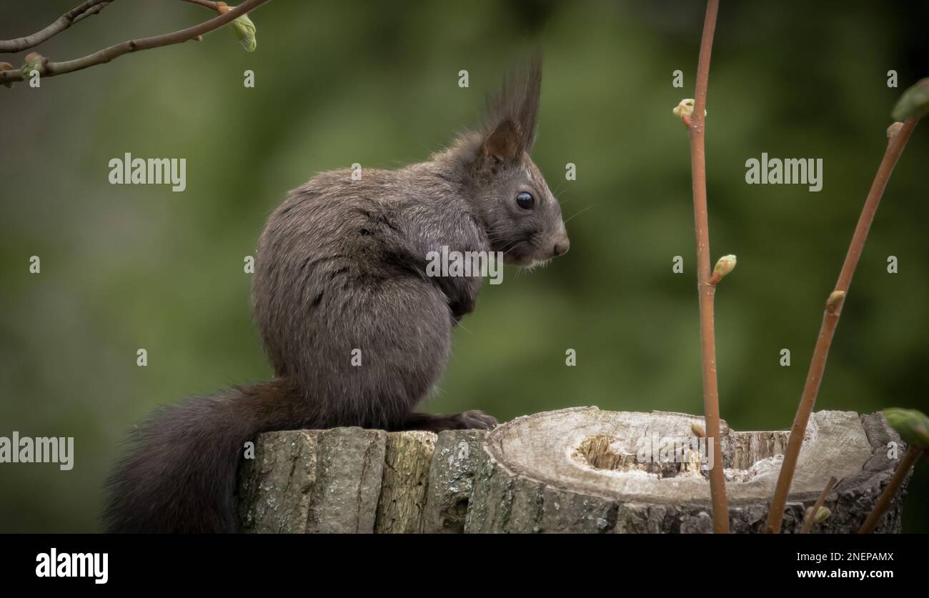 Squirrel relaxing on a tree hi-res stock photography and images - Alamy