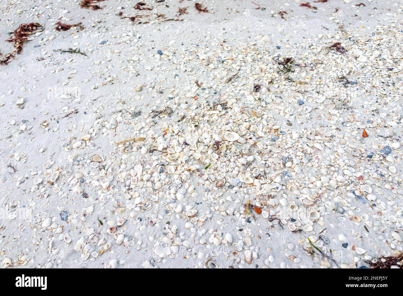 Above view looking down on many sea shells on white sand by seaweed in ...