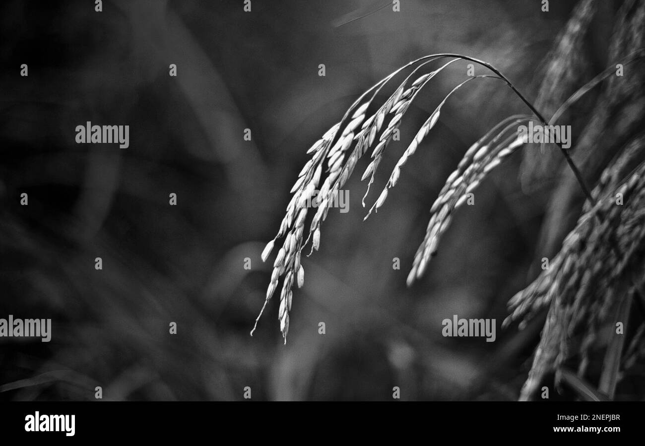 Strands of glutinous rice wait to be harvested near Phrae, Thailand ...