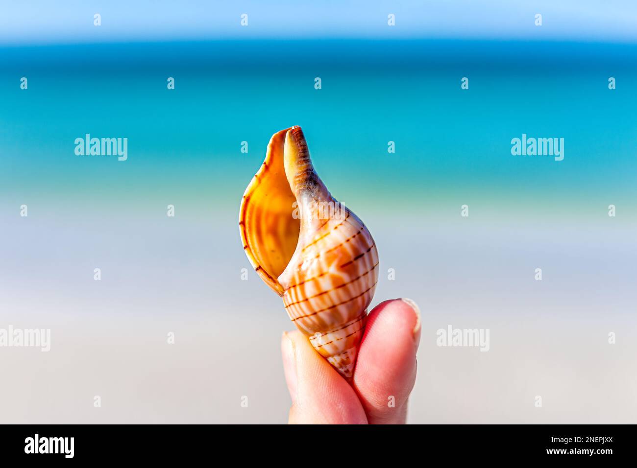 Tulip shell hi-res stock photography and images - Alamy
