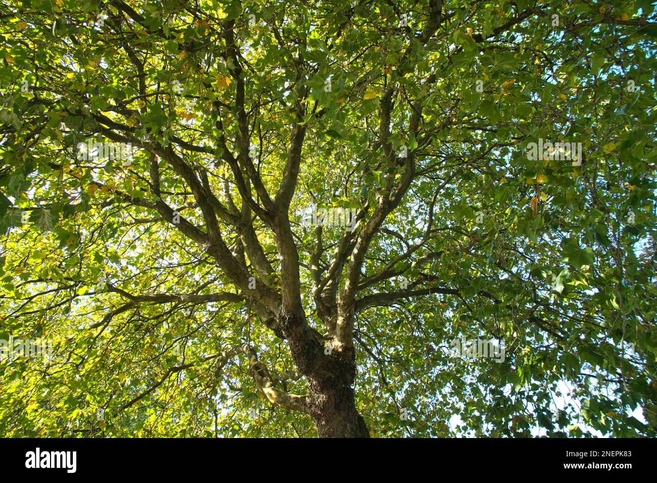 Tree canopy from below hi-res stock photography and images - Alamy