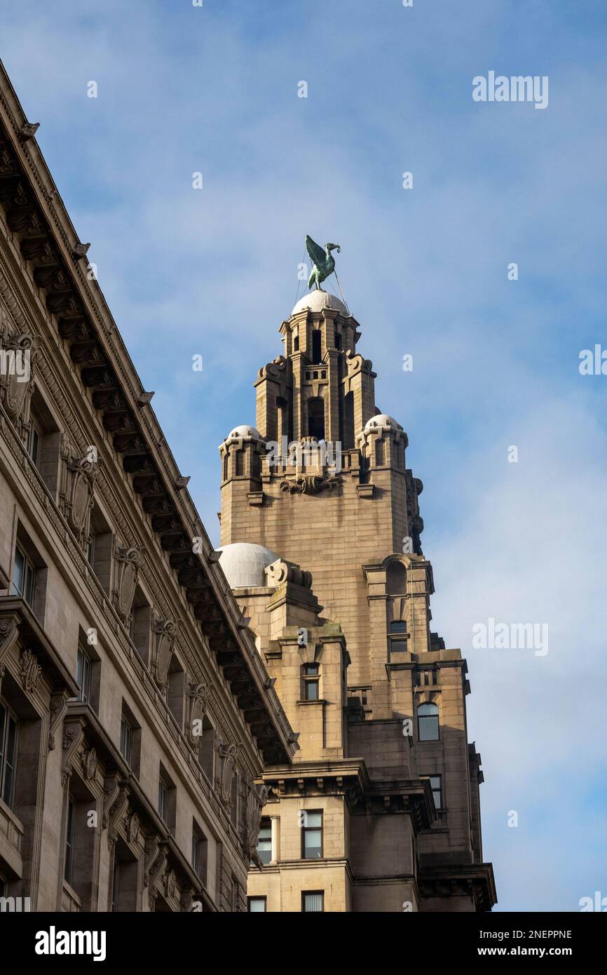 Bertie the male liver bird who protects the city of Liverpool Stock ...