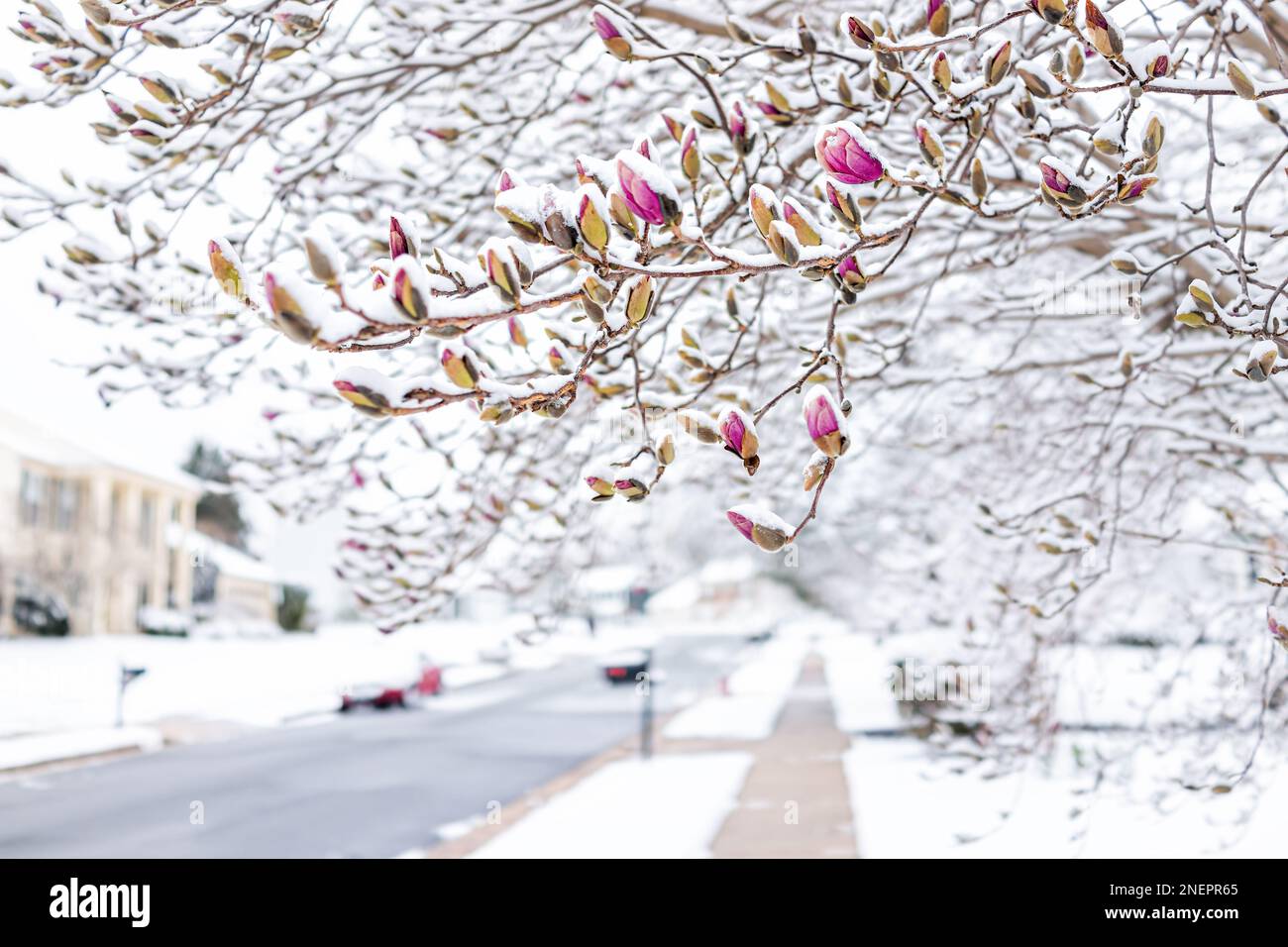 Magnolia pink flower buds in winter spring covered in white snow ...