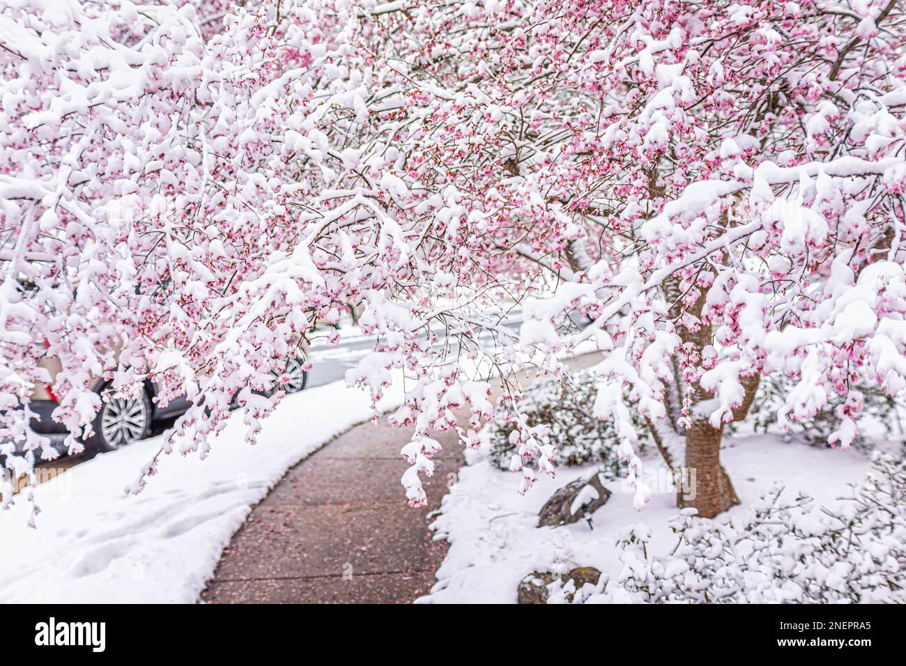Snow covered sakura tree with cherry blossoms frozen on branch with ...