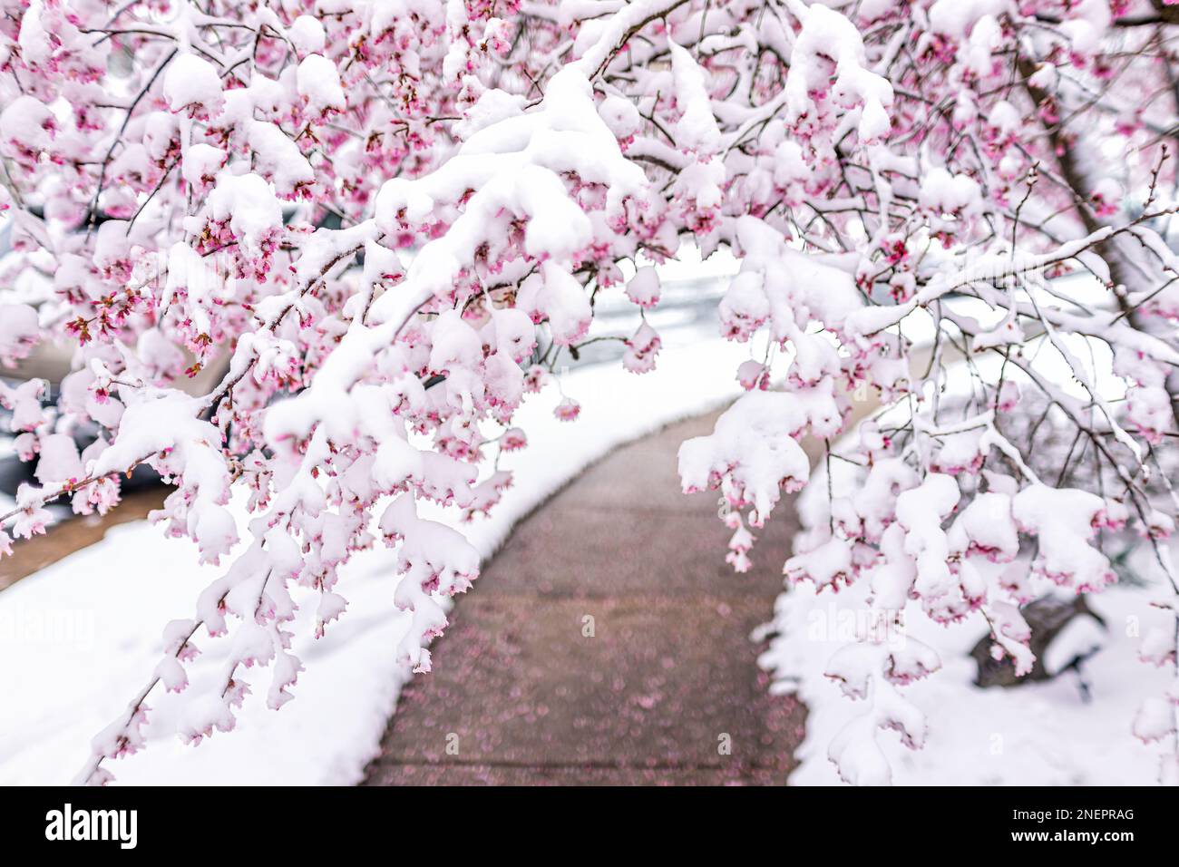 Snow covered weeping sakura tree with cherry blossoms frozen on branch ...