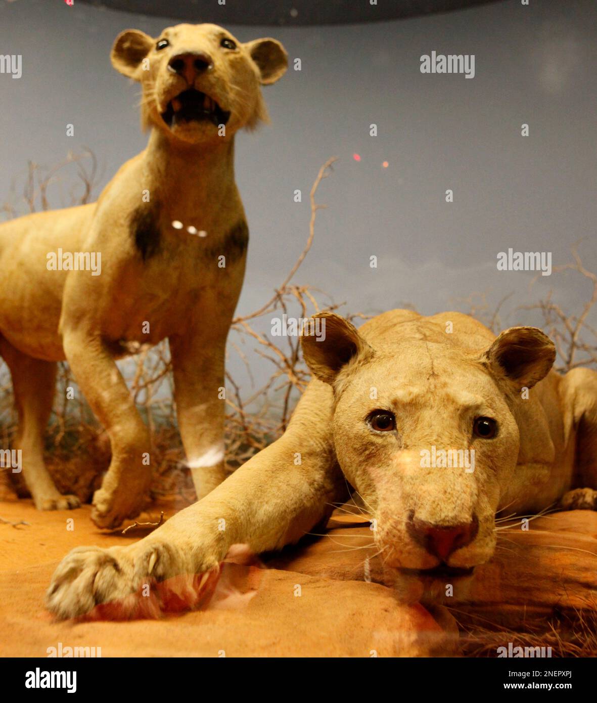Man Eating Lions