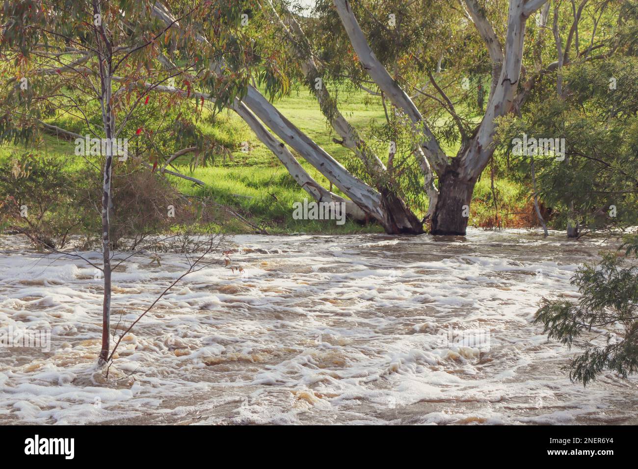 The Werribee river overflowing and flooding in a forest Stock Photo - Alamy