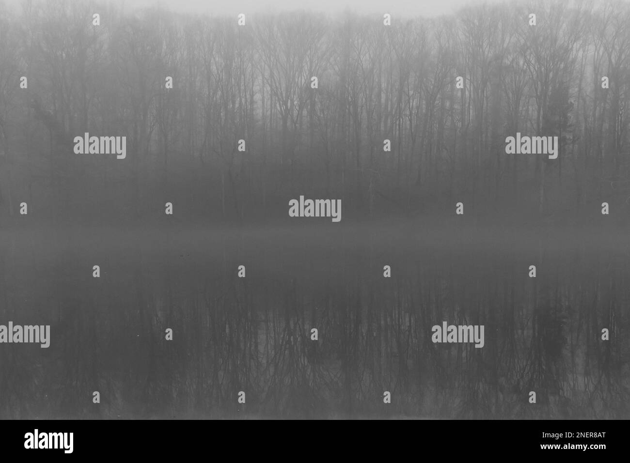 Black and white image of thick fog covering trees and Georgia lake in ...