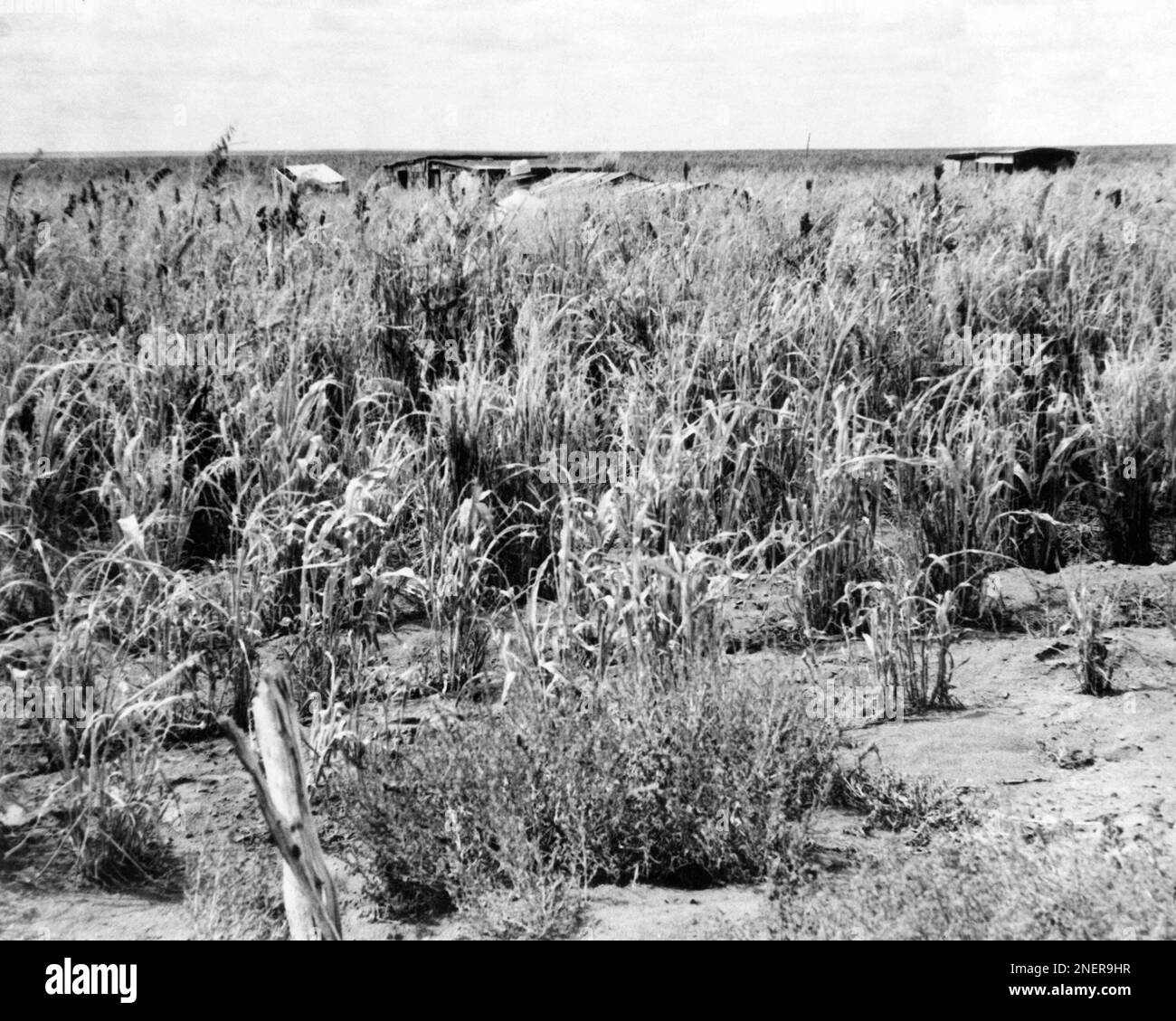 The early stages of rehabilitation of the Dust Bowl is evident through ...