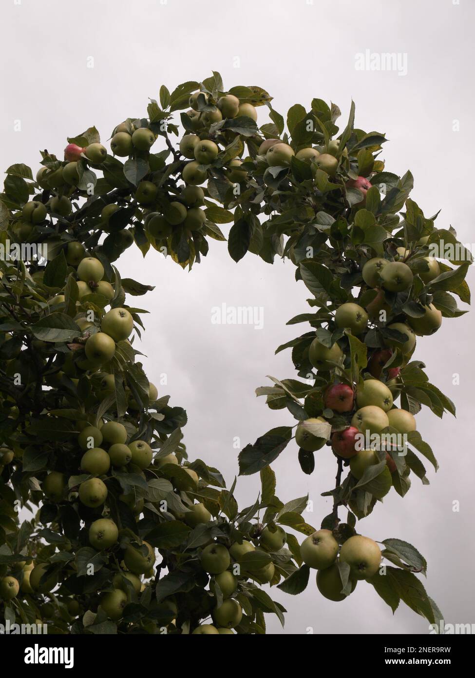 The bough of an apple tree bows under the weight of its fruit in the ...