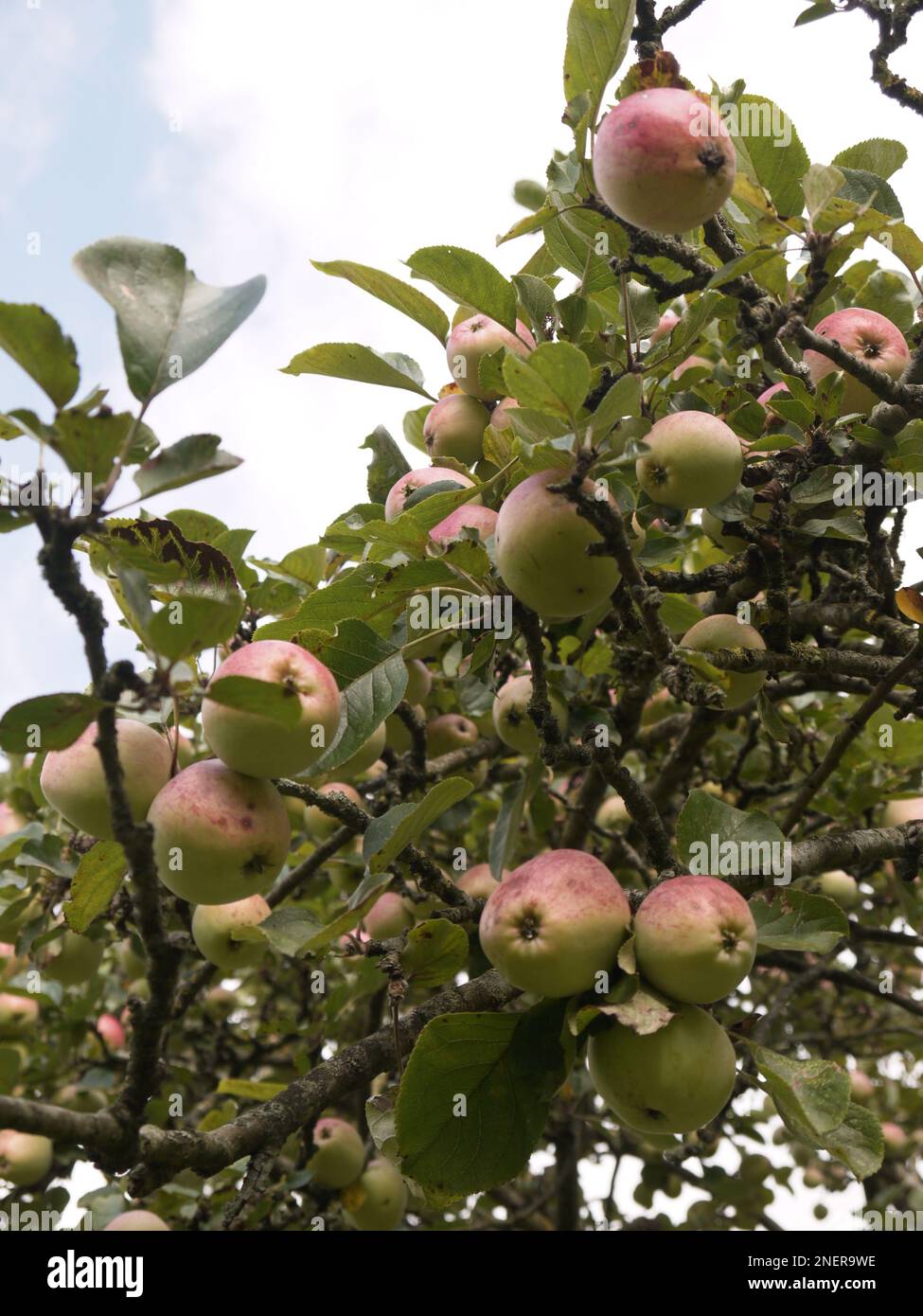 Ripening apples on a laden tree in the orchard at Glastonbury Abbey ...