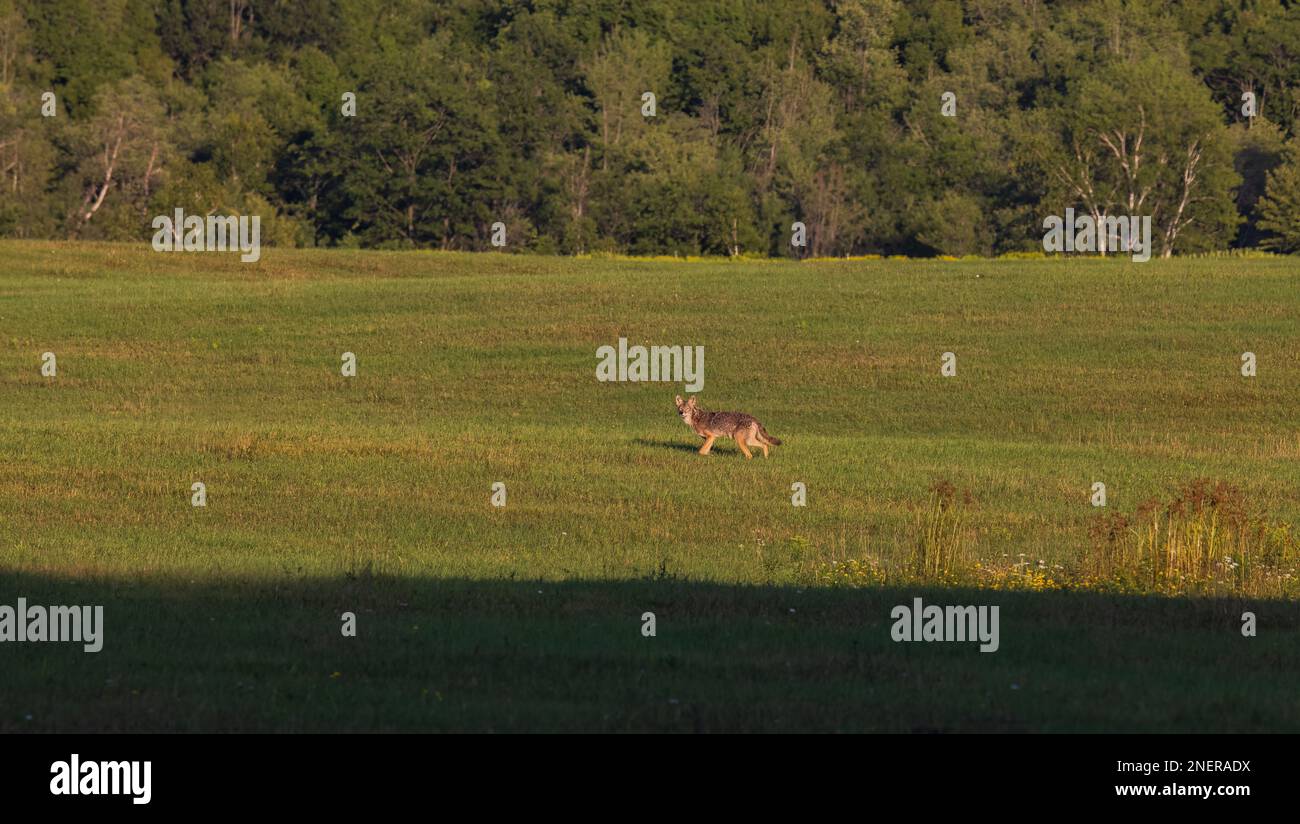 Coyote in a farmer's field in northern Wisconsin.oi9pk Stock Photo - Alamy