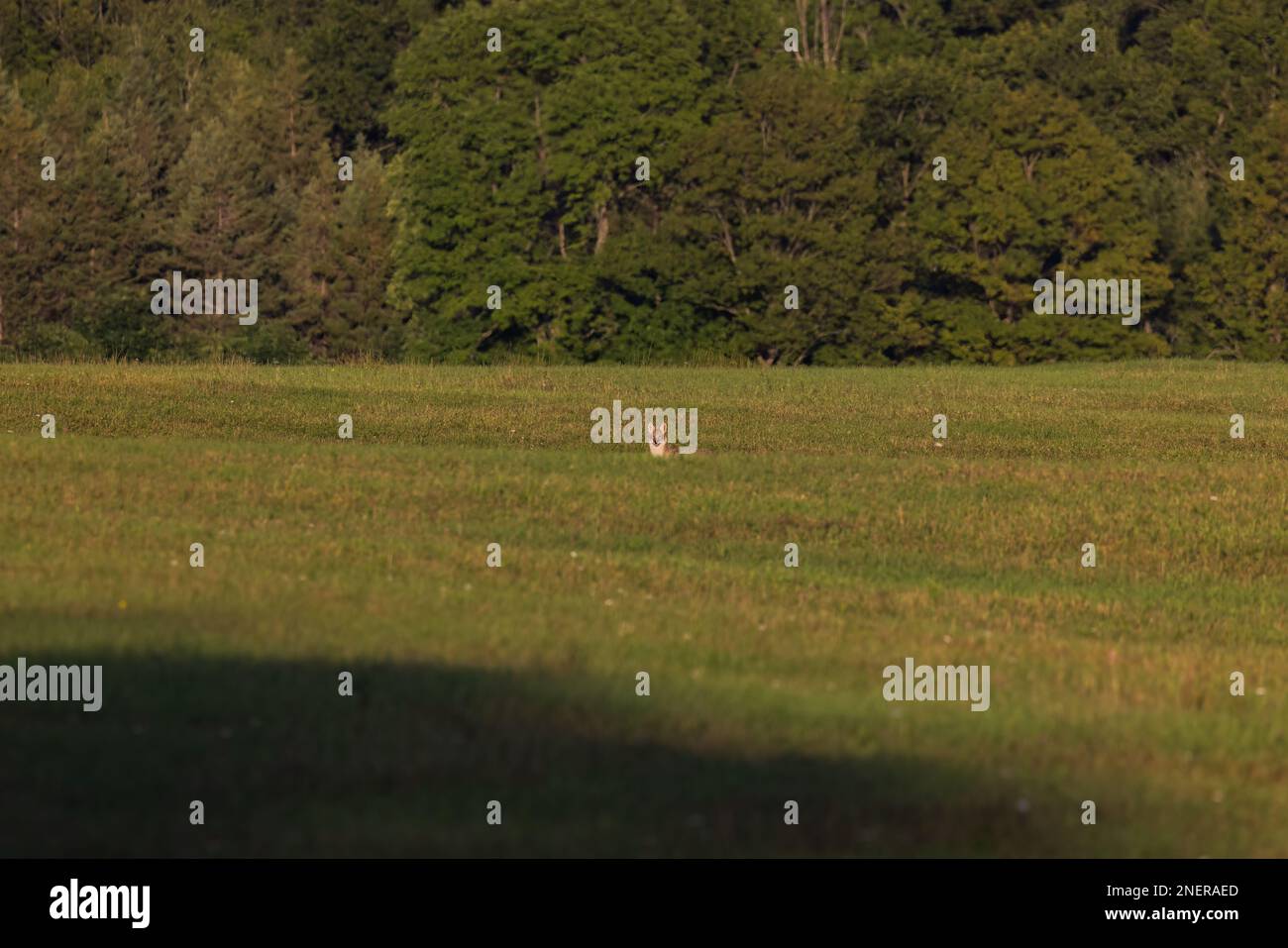 Coyote in a farmer's field in northern Wisconsin Stock Photo - Alamy