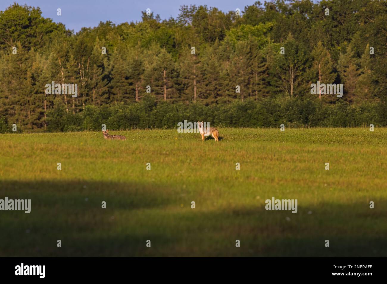 Coyotes in a farmer's field in northern Wisconsin Stock Photo - Alamy