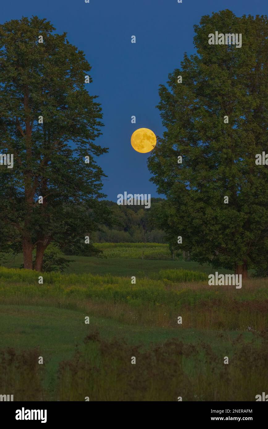 The full sturgeon moon rising over a meadow in northern Wisconsin Stock ...