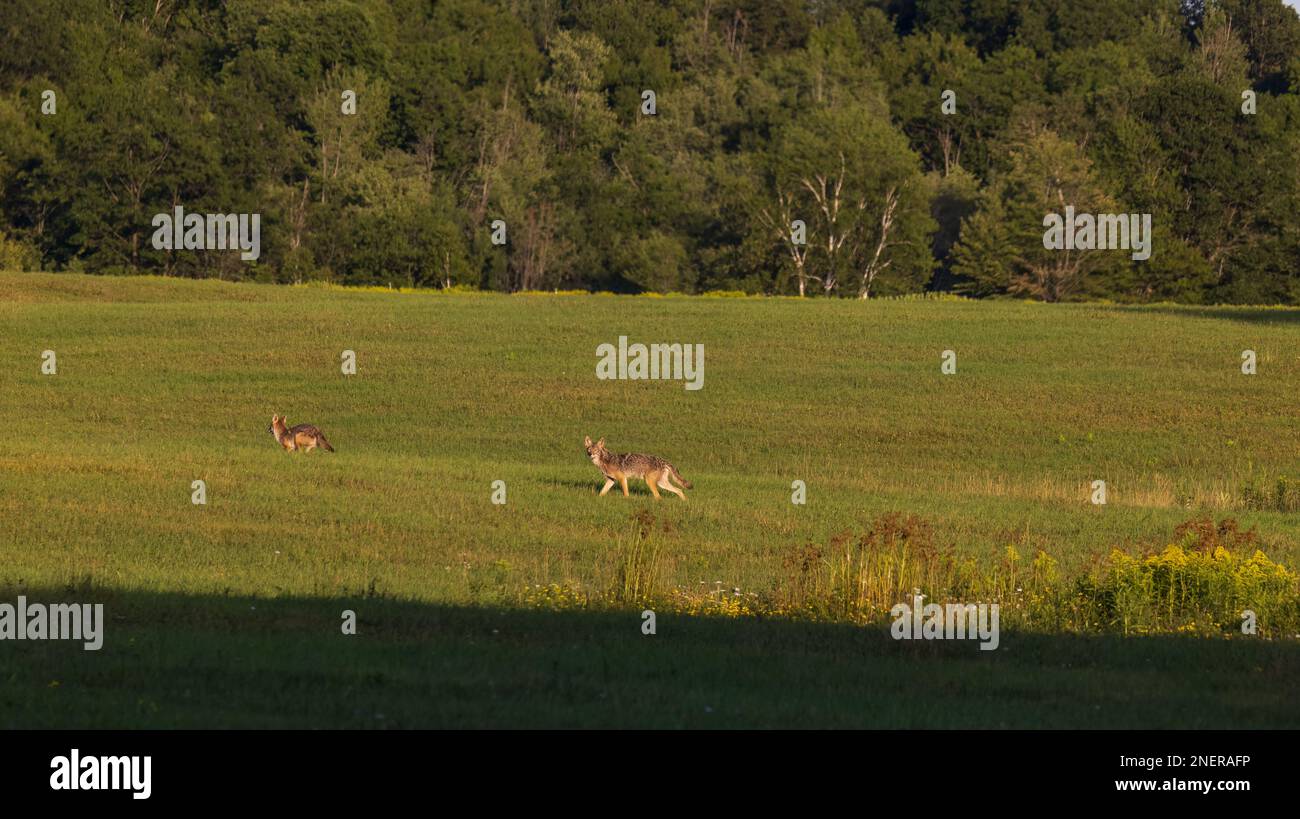 Coyote in a farmer's field in northern Wisconsin Stock Photo - Alamy