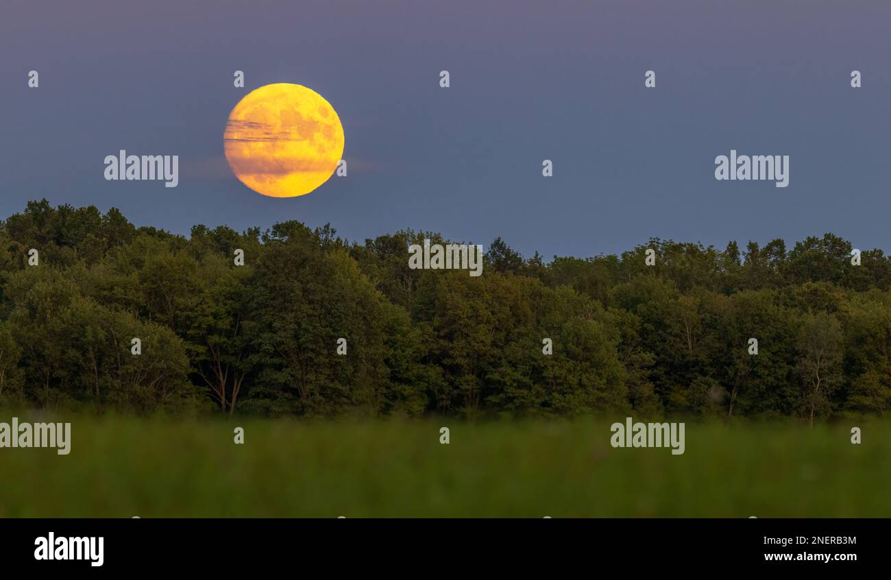 The full sturgeon moon rising over a meadow in northern Wisconsin Stock ...