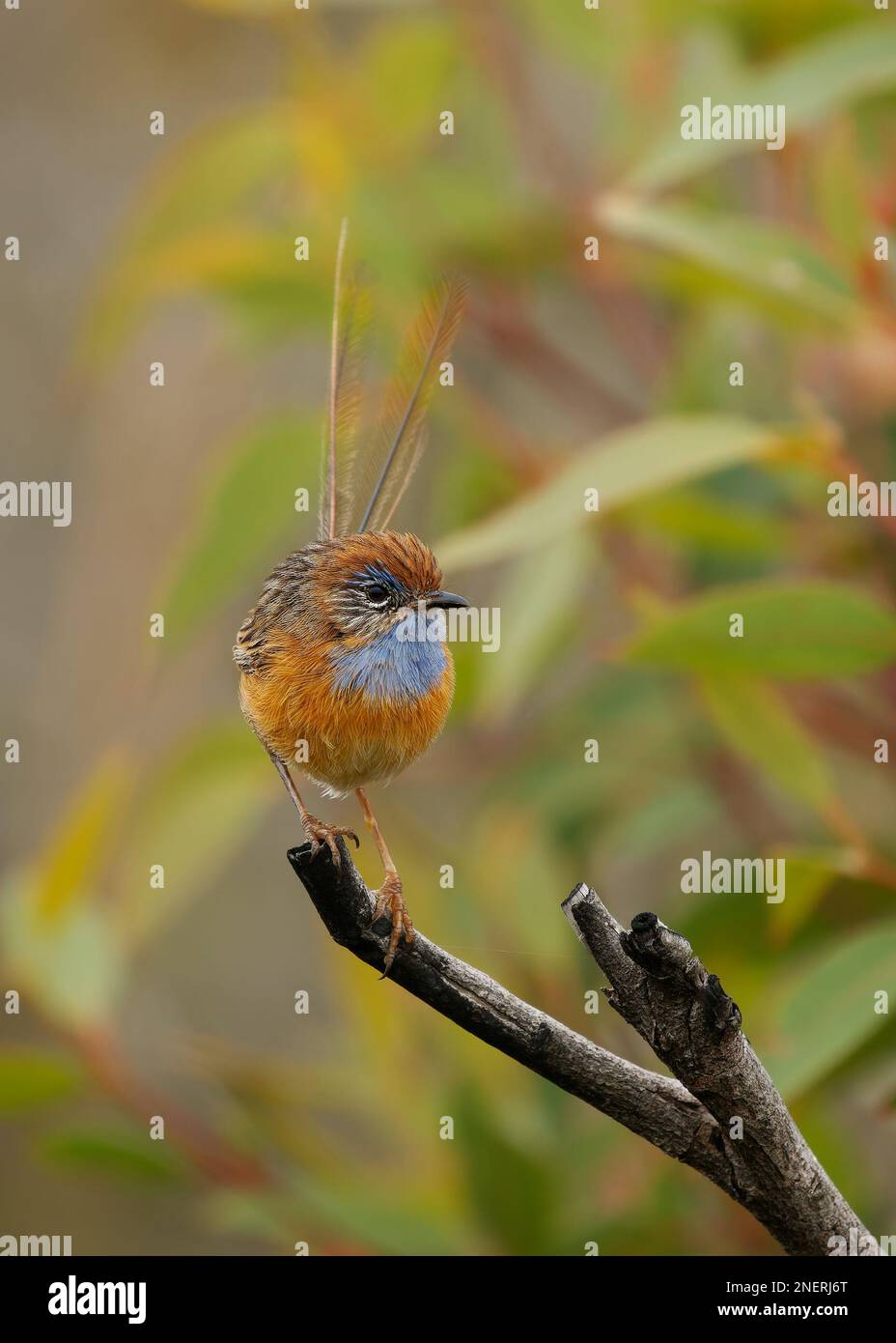 Southern Emu-wren - Stipiturus malachurus brown bird with long tail and ...