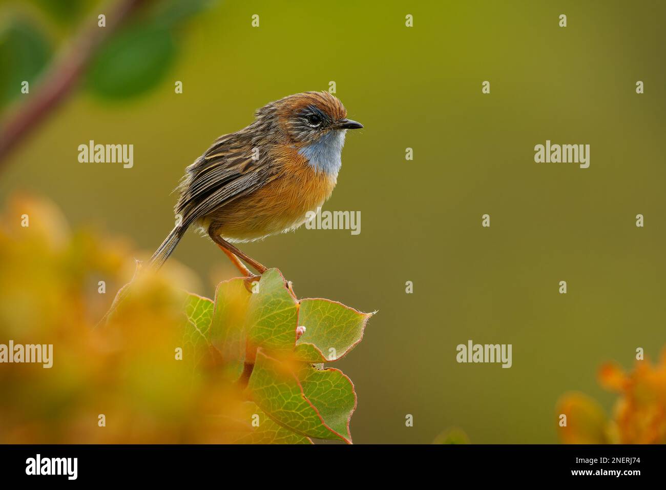 Southern Emu-wren - Stipiturus malachurus brown bird with long tail and ...