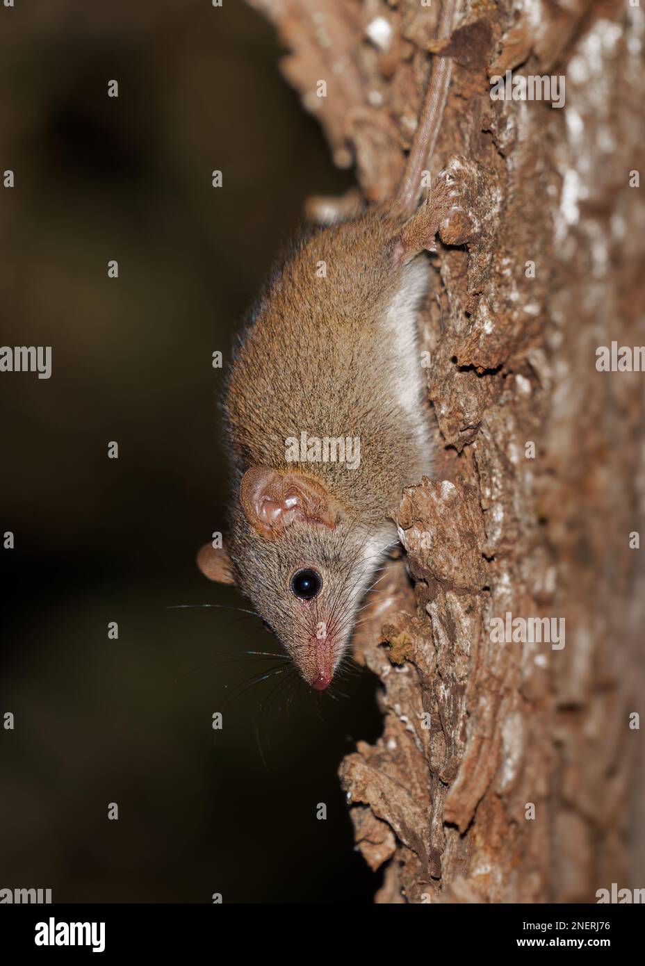 Antechinus night hi-res stock photography and images - Alamy